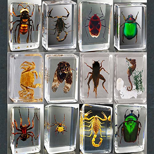 CXUEMH Clear Insect Specimens 12 Pcs Real Animal Specimen Bugs Resin ...