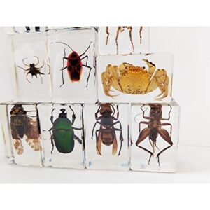 CXUEMH Clear Insect Specimens 12 Pcs Real Animal Specimen Bugs Resin Bug Collection Kit Clear ...