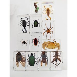 CXUEMH Clear Insect Specimens 12 Pcs Real Animal Specimen Bugs Resin Bug Collection Kit Clear ...