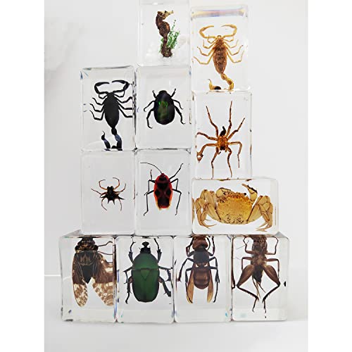 CXUEMH Clear Insect Specimens 12 Pcs Real Animal Specimen Bugs Resin ...
