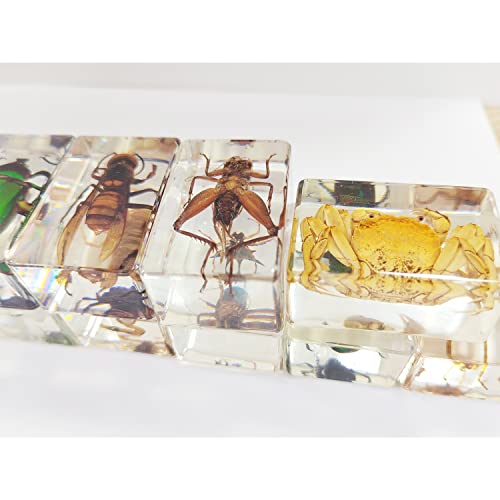 CXUEMH Clear Insect Specimens 12 Pcs Real Animal Specimen Bugs Resin Bug Collection Kit Clear ...