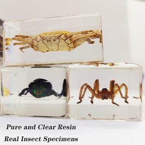 CXUEMH Clear Insect Specimens 12 Pcs Real Animal Specimen Bugs Resin Bug Collection Kit Clear ...