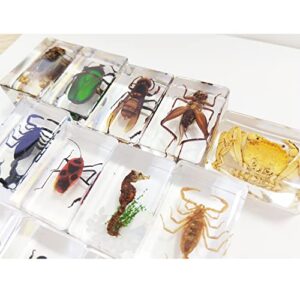 CXUEMH Clear Insect Specimens 12 Pcs Real Animal Specimen Bugs Resin Bug Collection Kit Clear ...