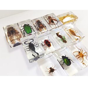 CXUEMH Clear Insect Specimens 12 Pcs Real Animal Specimen Bugs Resin Bug Collection Kit Clear ...