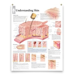 Medical Posters Set: Integumentary System & Skin Charts