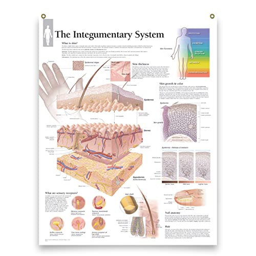 Medical Posters Set: Integumentary System & Skin Charts