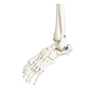 Buddy the Budget Skeleton-1021930 - Human Skeleton Anatomical Model ...