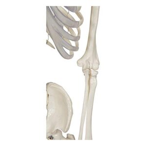 Buddy the Budget Skeleton-1021930 - Human Skeleton Anatomical Model ...