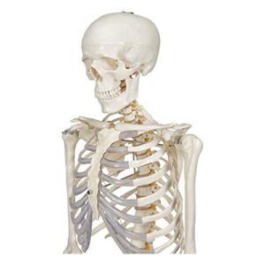 Buddy the Budget Skeleton-1021930 - Human Skeleton Anatomical Model ...