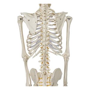 Buddy the Budget Skeleton-1021930 - Human Skeleton Anatomical Model ...