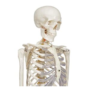 Buddy the Budget Skeleton-1021930 - Human Skeleton Anatomical Model ...