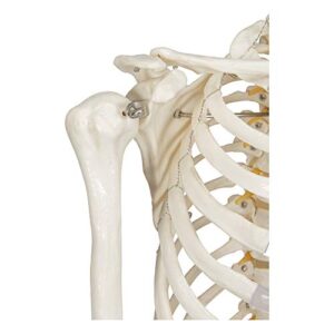 Buddy the Budget Skeleton-1021930 - Human Skeleton Anatomical Model ...