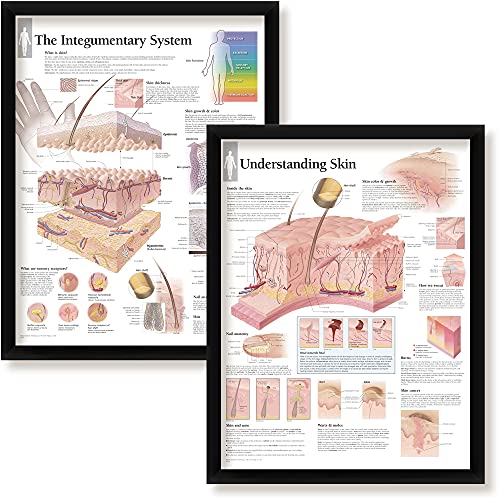 Framed Medical Posters: Integumentary & Skin Charts