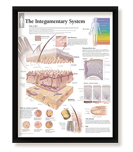 Framed Medical Posters: Integumentary & Skin Charts
