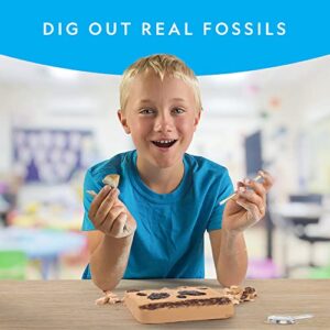 NATIONAL GEOGRAPHIC Mega Fossil Dig Kit - Excavate 15 Prehistoric ...