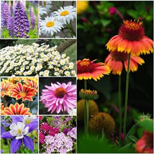 1Package of 25000-500000 Seeds, Perennial Wildflower Mixture (100% Pure ...