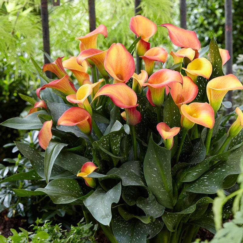 Calla Lily Bulbs - Morning Sun - 2 Bulbs - Orange/Yellow Flower Bulbs ...