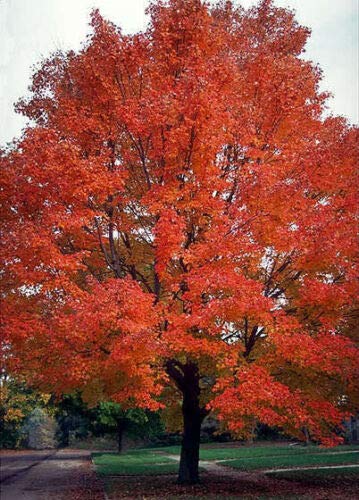 Carolina RED Scarlet Maple Tree Acer Rubrum jocad (25 Seeds) — 🛍️ The ...
