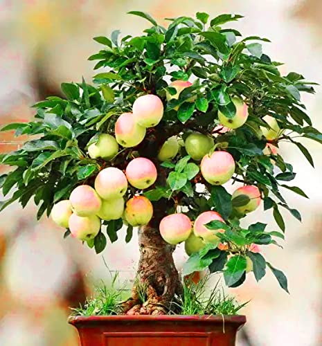 30 Pcs Dwarf Bonsai Apple Tree Seeds, Grow Exotic Indoor Fruit Tree ...