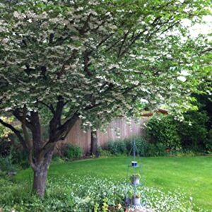 TriStar Plants - Japanese Snowbell Tree, 1 Gallon Trade Pot, 4'ft Tall ...