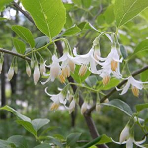 TriStar Plants - Japanese Snowbell Tree, 1 Gallon Trade Pot, 4'ft Tall ...