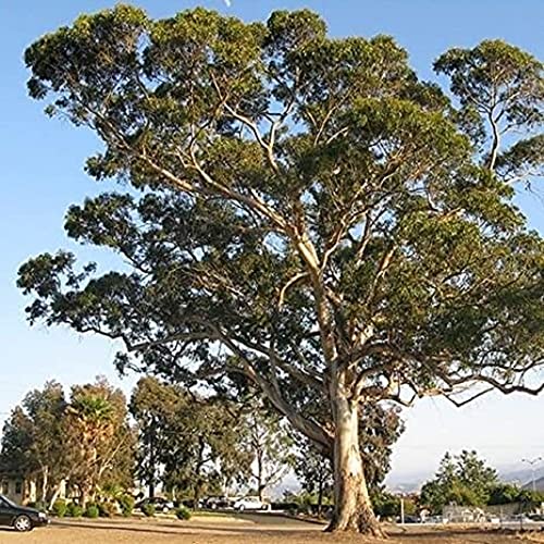 CHUXAY GARDEN Eucalyptus Globulus-Southern Blue Gum 25 Seeds Evergreen ...