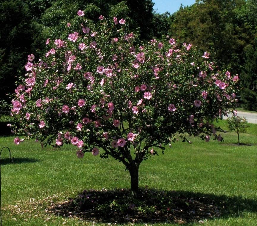 Aphrodite Hibiscus - Rose of Sharon - Althea Shrub -3pack - TriStar ...