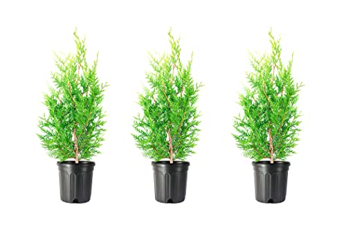 Green Giant Arborvitae | 3 Live 1 Gallon Trees | Thuja Plicata ...
