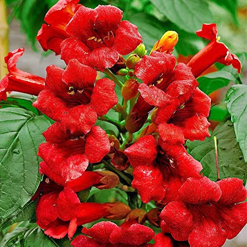 QAUZUY GARDEN 20 Seeds Rare Red Hummingbird Trumpet Creeper Vine Seeds ...