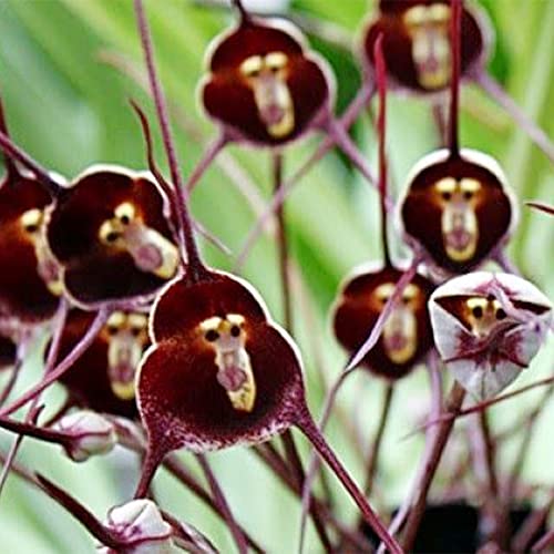 QAUZUY GARDEN 100 Rare Monkey Face Orchid Plant Seeds Monkey Orchid ...