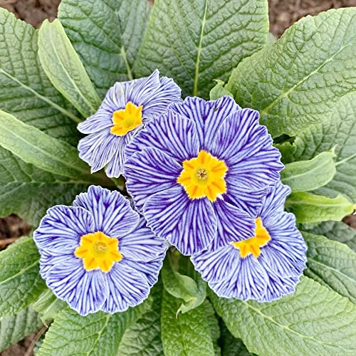 Primula 'Zebra Blue' Seeds Polyanthus Primrose Perennial Low ...