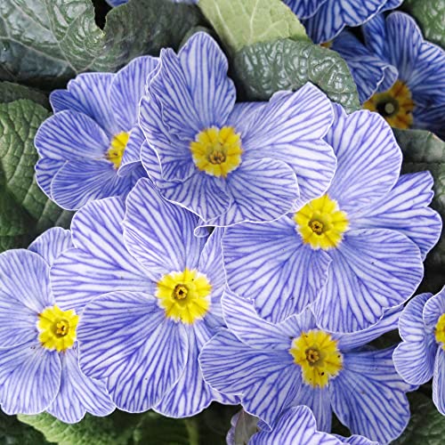 Primula 'Zebra Blue' Seeds Polyanthus Primrose Perennial Low ...