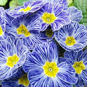 Primula 'Zebra Blue' Seeds Polyanthus Primrose Perennial Low ...