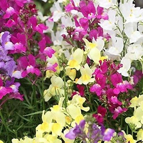 Fairy Bouquet "Spurred" Snapdragon Flowers for Planting, 2000+ Seeds ...