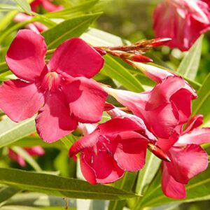 Nerium Oleander Seeds Hardy Red Oleander Evergreen Deer & Rabbit ...