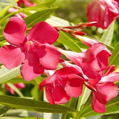 Nerium Oleander Seeds Hardy Red Oleander Evergreen Deer & Rabbit ...