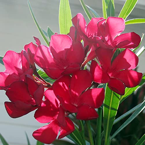 Nerium Oleander Seeds Hardy Red Oleander Evergreen Deer & Rabbit ...