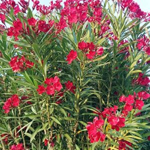 Nerium Oleander Seeds Hardy Red Oleander Evergreen Deer & Rabbit ...