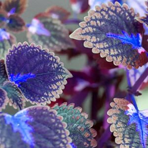 QAUZUY GARDEN 30 Rare Blue Coleus Seeds for Planting | Beautiful Fast ...