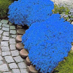 2000+ Blue Creeping Thyme Seeds for Planting Thymus Serpyllum ...