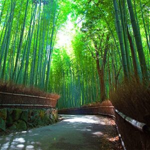 CHUXAY GARDEN 60 Seeds Phyllostachys Edulis,Moso Bamboo,Tortoise-Shell ...