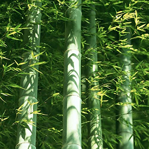 CHUXAY GARDEN 60 Seeds Phyllostachys Edulis,Moso Bamboo,Tortoise-Shell ...