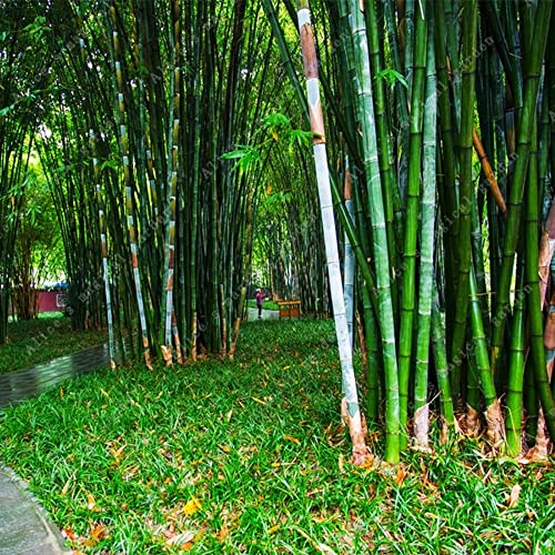 Shop and Save on CHUXAY GARDEN 60 Seeds Phyllostachys Edulis,Moso ...