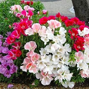Seeds Satin Flower (Godetia) Mix Large Flower Indoor Garden Beautiful ...