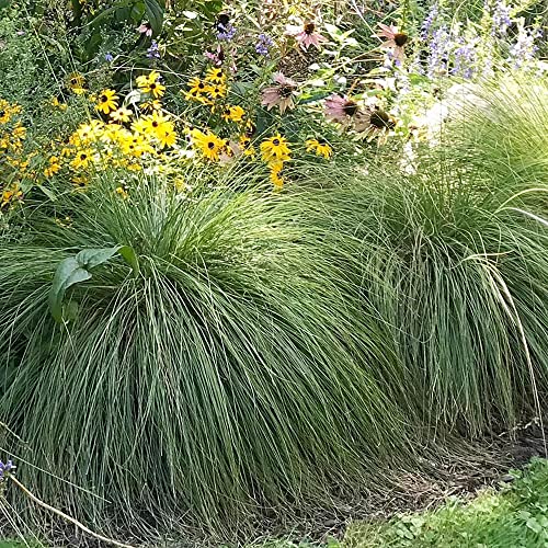 YEGAOL Garden 200Pcs Prairie Dropseed Seeds Sporobolus Heterolepis ...