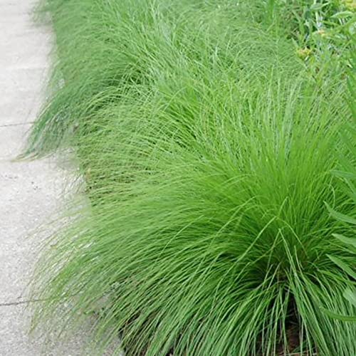 YEGAOL Garden 200Pcs Prairie Dropseed Seeds Sporobolus Heterolepis ...