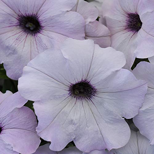Outsidepride Easy Wave Spreading Petunia Silver Garden Flowers for ...
