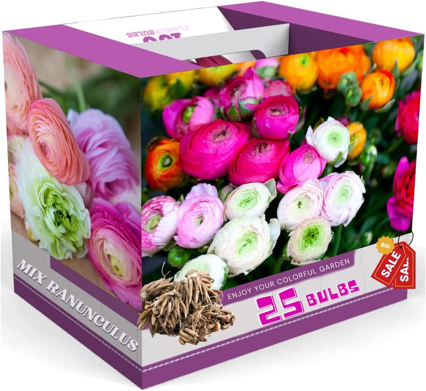 Ranunculus Bulbs for Planting, 25 Mix Ranunculus Corms Bulk Butterfly ...