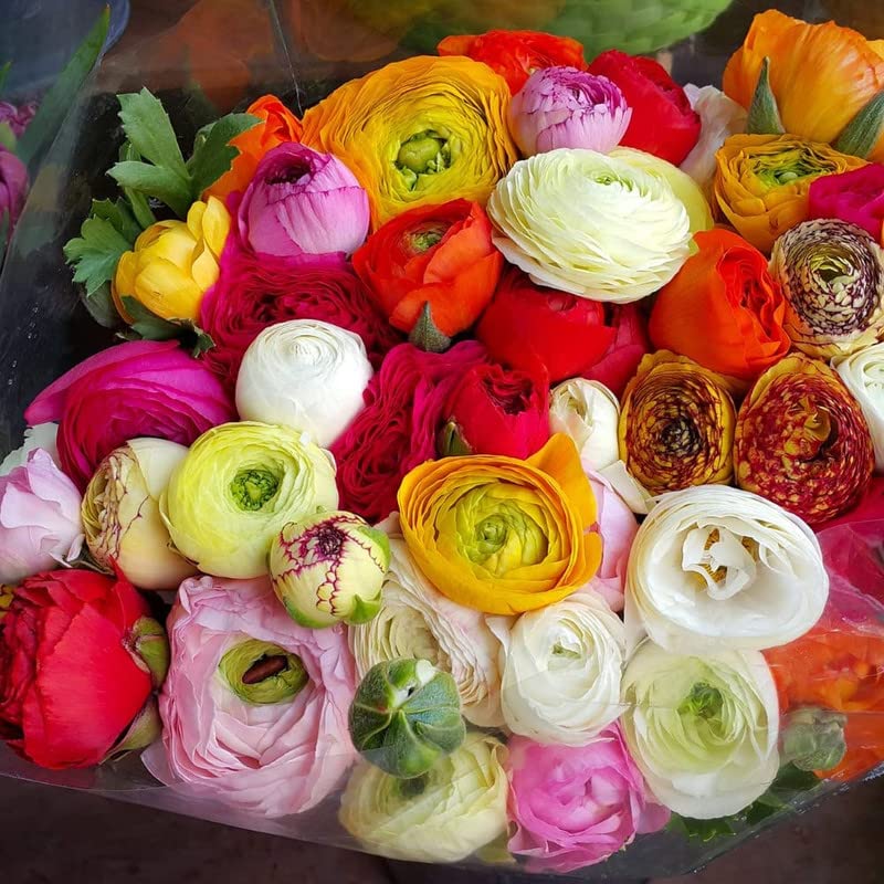 Ranunculus Bulbs for Planting, 25 Mix Ranunculus Corms Bulk Butterfly ...