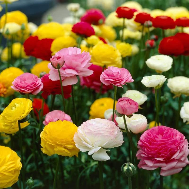 Ranunculus Bulbs for Planting, 25 Mix Ranunculus Corms Bulk Butterfly ...